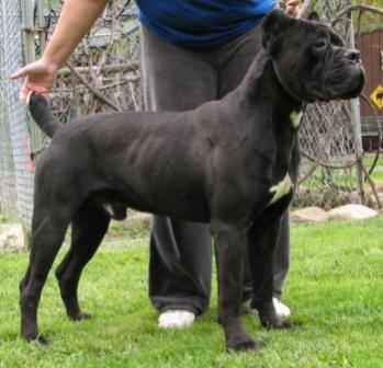 Características del Perro Cane Corso Italiano. Apariencia General