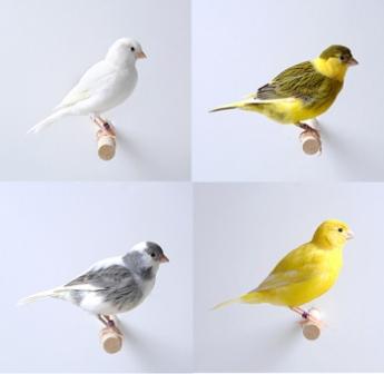 Canario de colores - Imagui