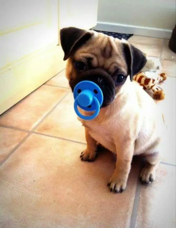 25 perros adorables que te sacarán una gran sonrisa