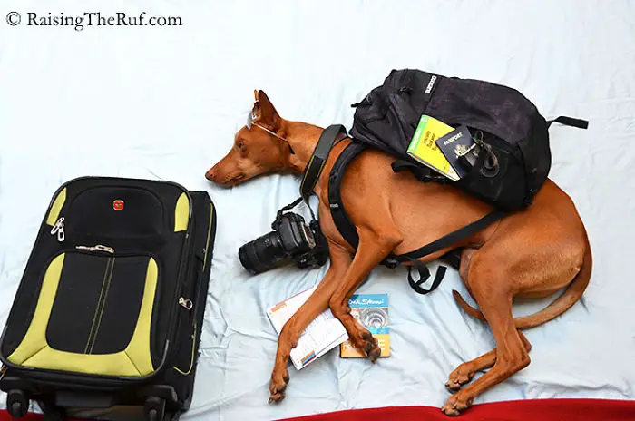 Los increíbles sueños del perro Rufus