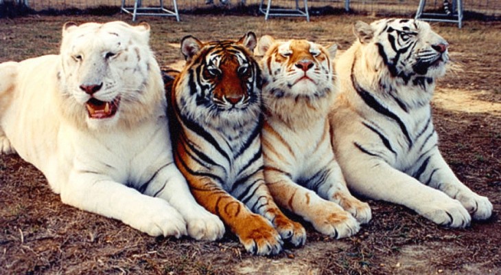20 animales con alteraciones genéticas que te sorprenderán