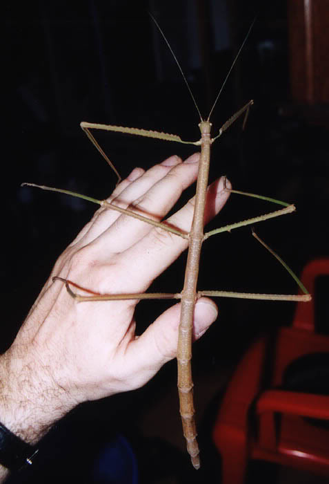 Los 20 insectos más grandes del mundo