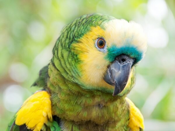 Nombres para tu Loro o Perico 【 Listado 2020 】 MascotaDomestica